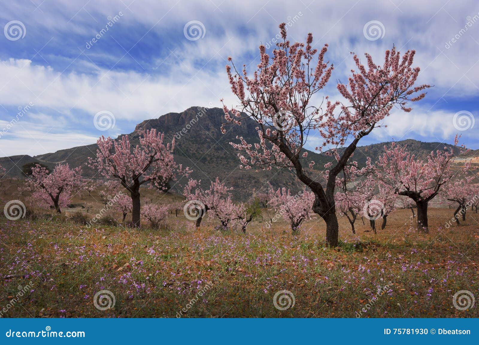 Almond Tree stock photo. Image of blue, house, almond - 75781930