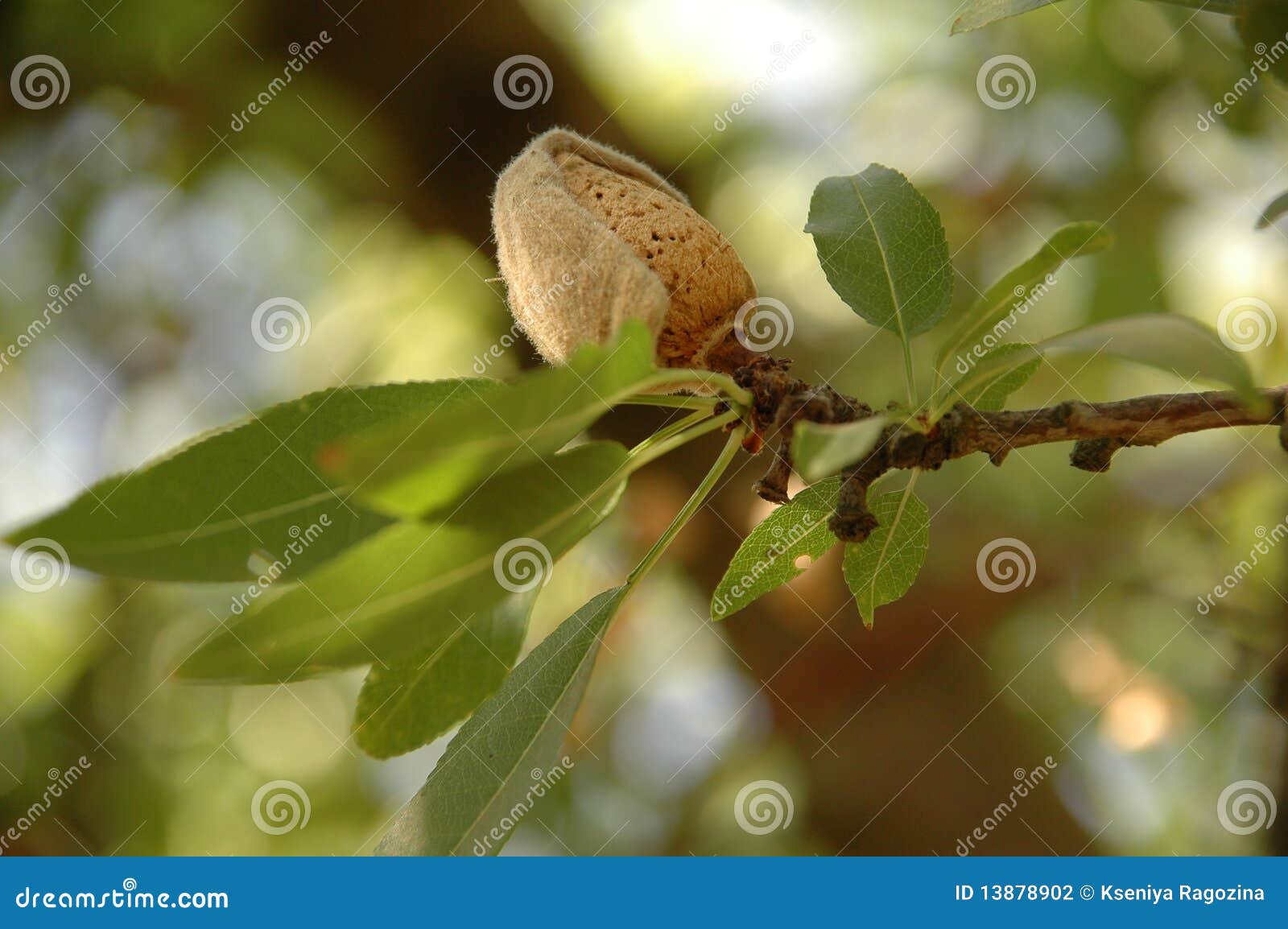 Almond Tree at the Harvest Time Stock Photo - Image of flora, branch ...