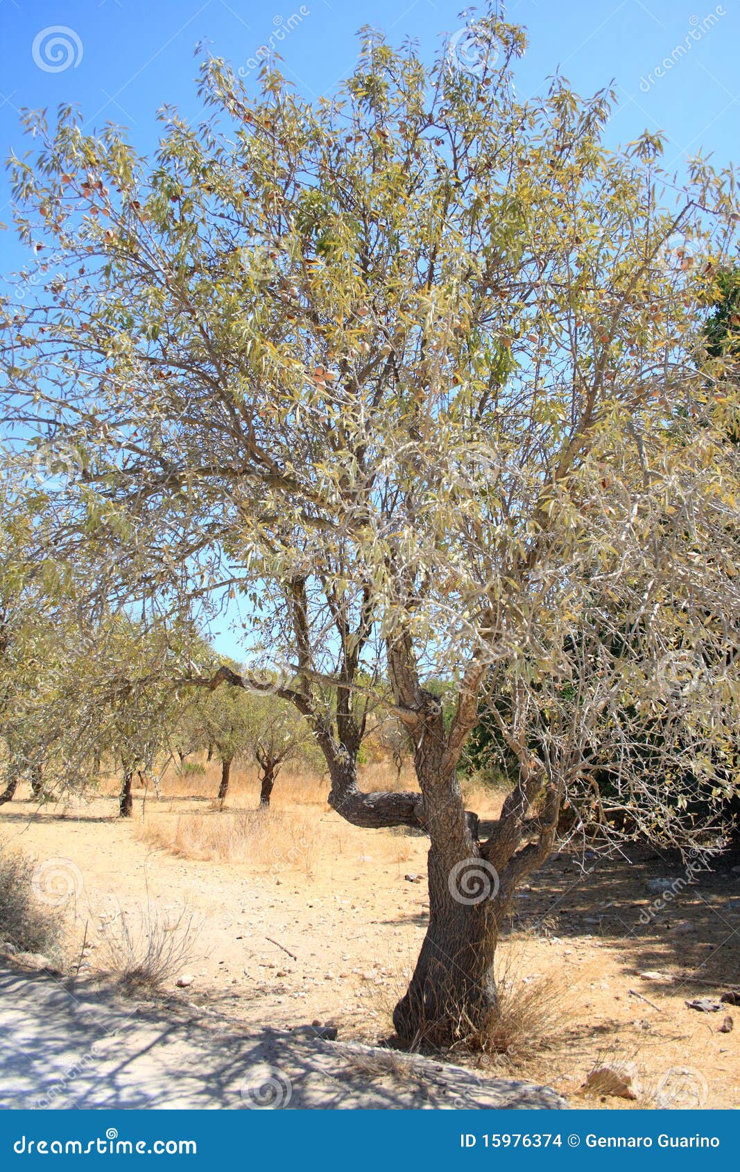 Almond Tree in Italian Country Stock Photo - Image of country, almonds ...