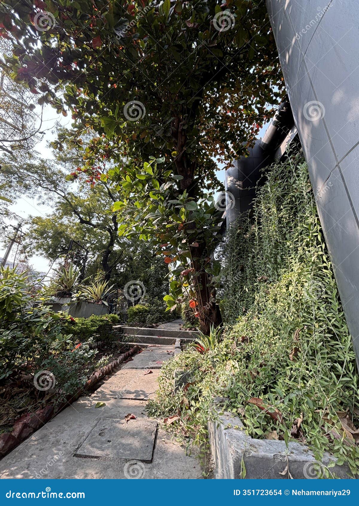 Almond Tree, Large Tree Gives Almond and Shadow from Its Big Leaves ...