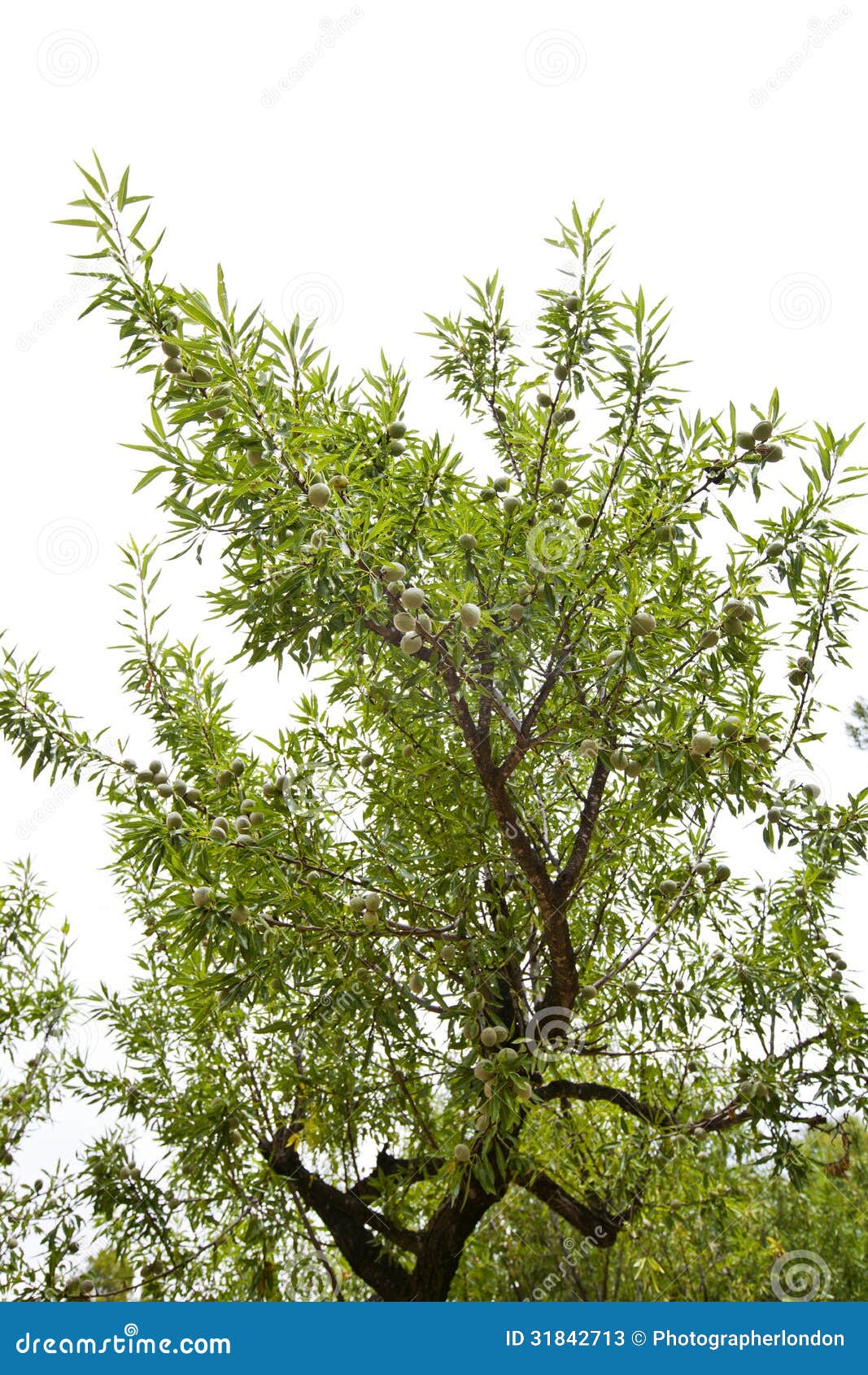 Almond tree stock image. Image of growth, world, branches - 31842713