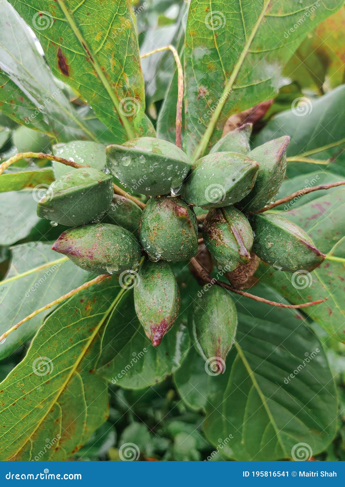 Royalty Free Images, Cartoons, Illustrations And Photos Designed By ...