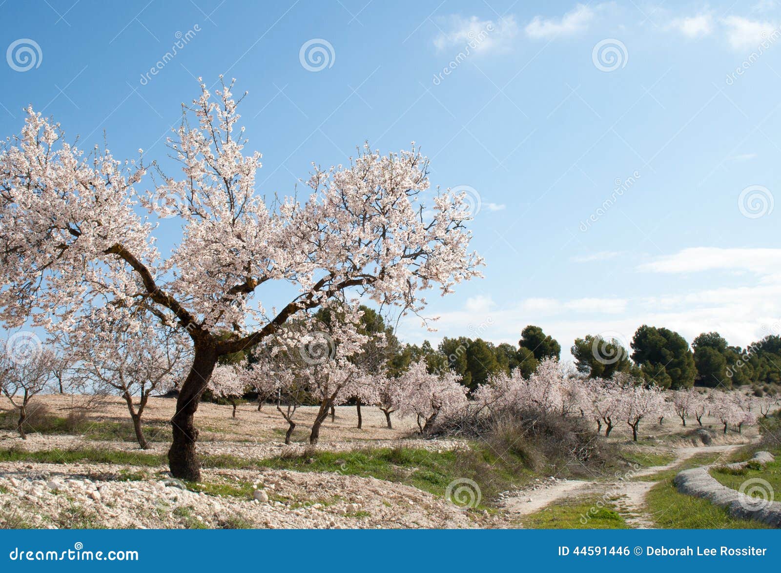 Almond Tree Orchard stock photo. Image of lake, spain - 44591446