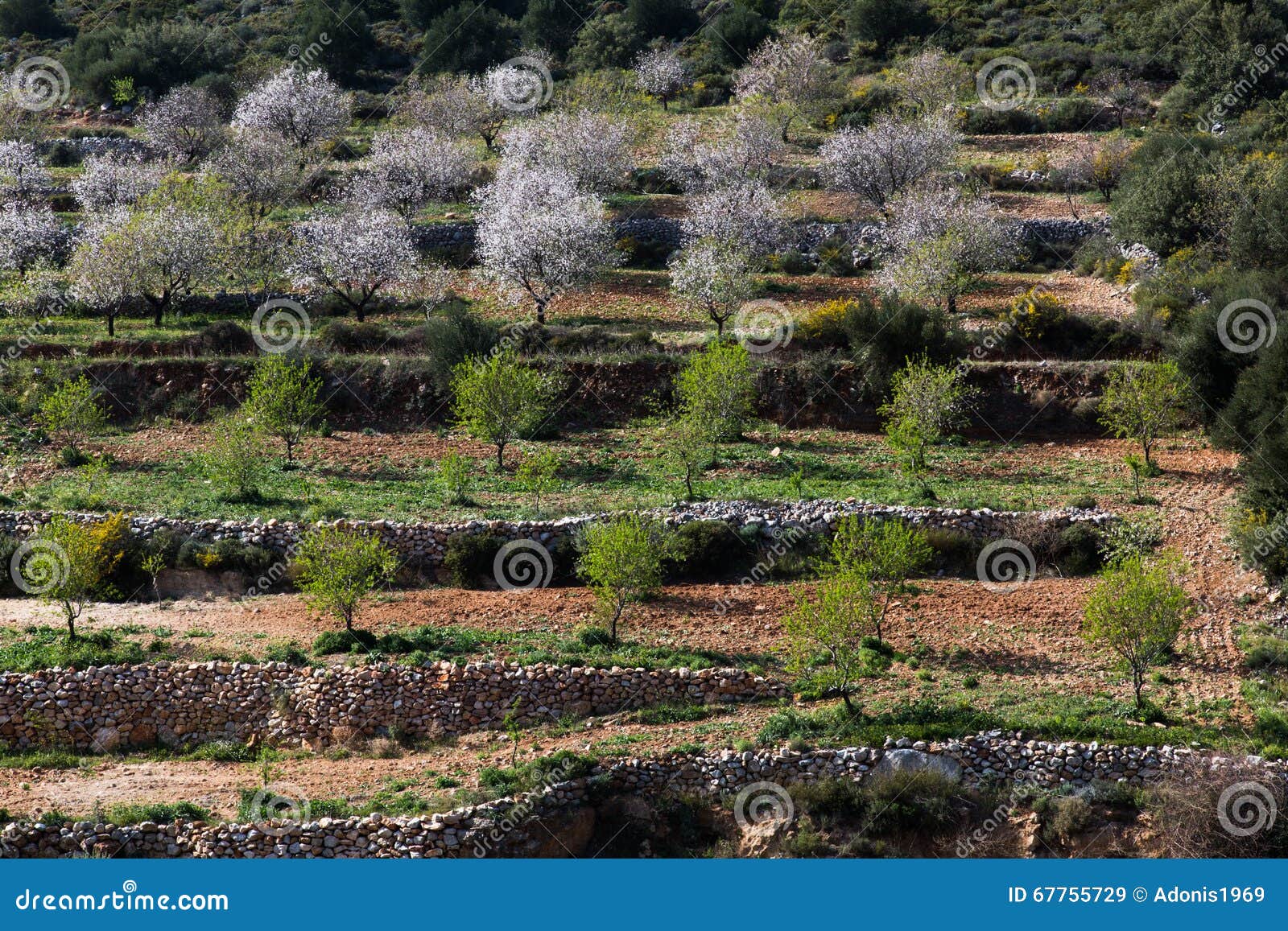 Almond tree plantation stock image. Image of rows, plantation - 67755729