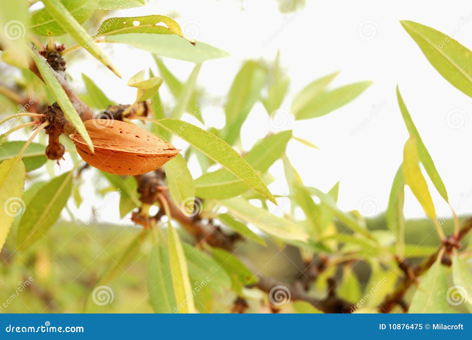 Almond Tree with Ripe Fruits Stock Image - Image of brown, detail: 10876475