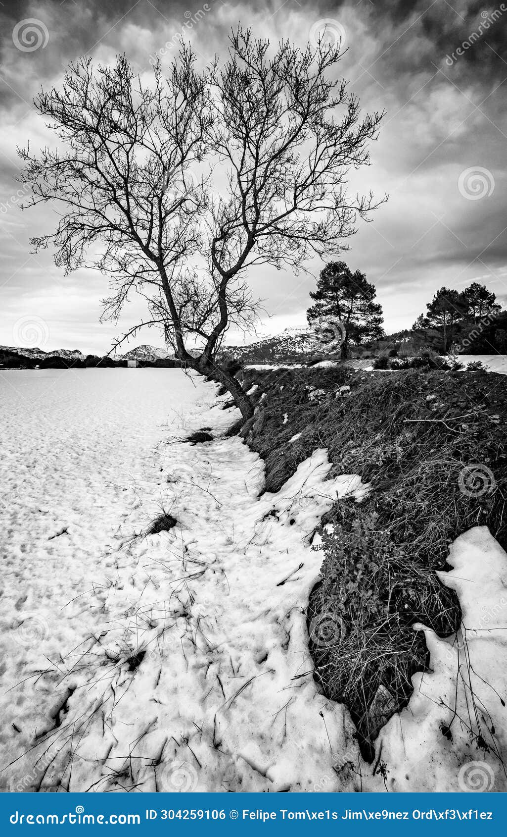 Almond Tree in the Snow in Sella Stock Photo - Image of scenic, tree ...