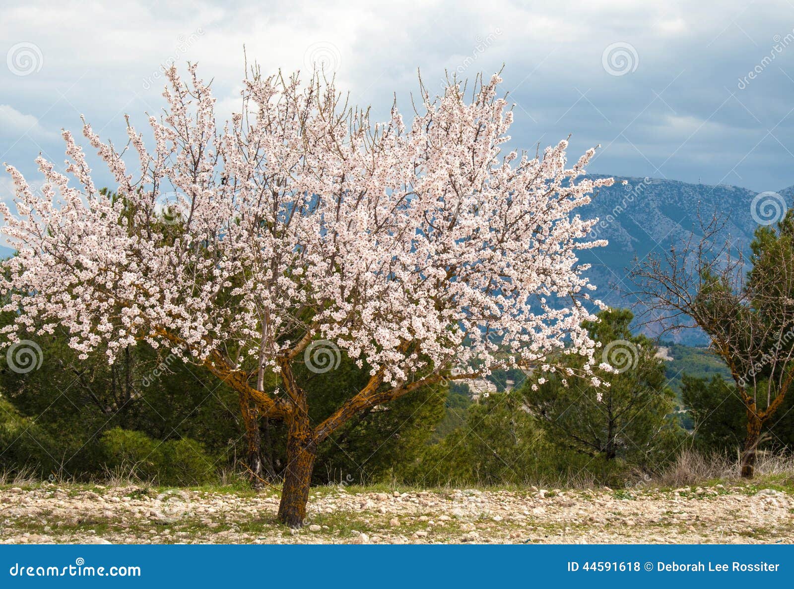 Almond Tree stock photo. Image of pink, landscape, scene - 44591618