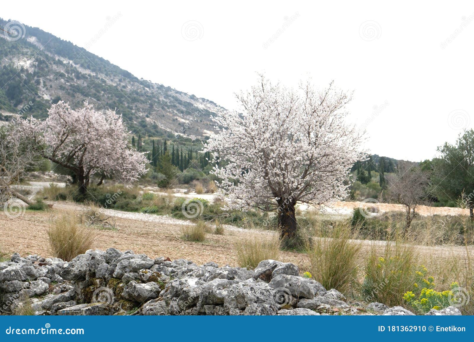 Almond tree in spring stock photo. Image of blooming - 181362910