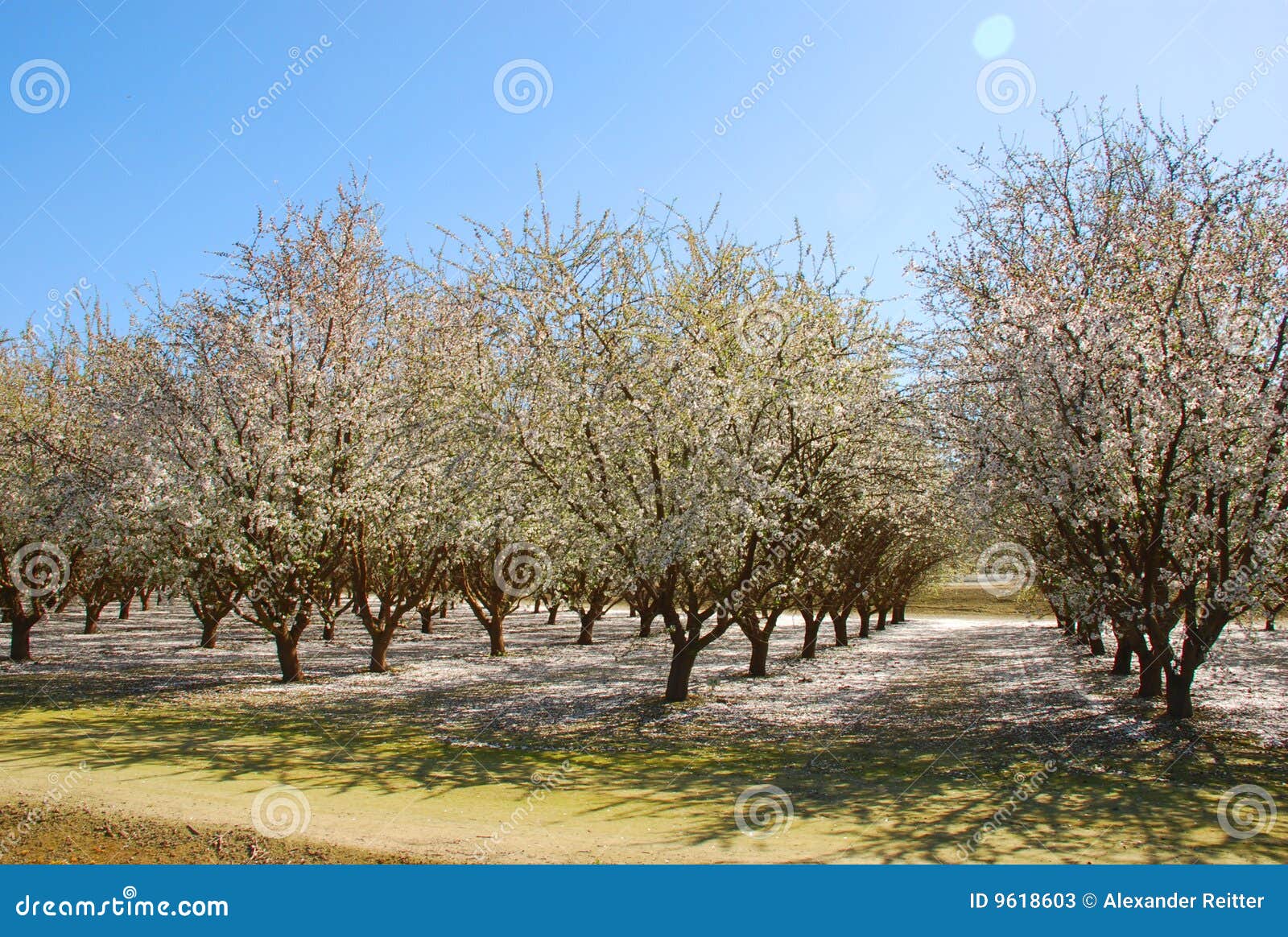 Almond trees stock image. Image of rows, sunshine, almond - 9618603