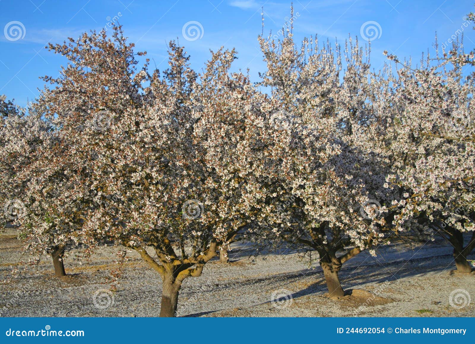 Almond Trees in Bloom stock photo. Image of california - 244692054