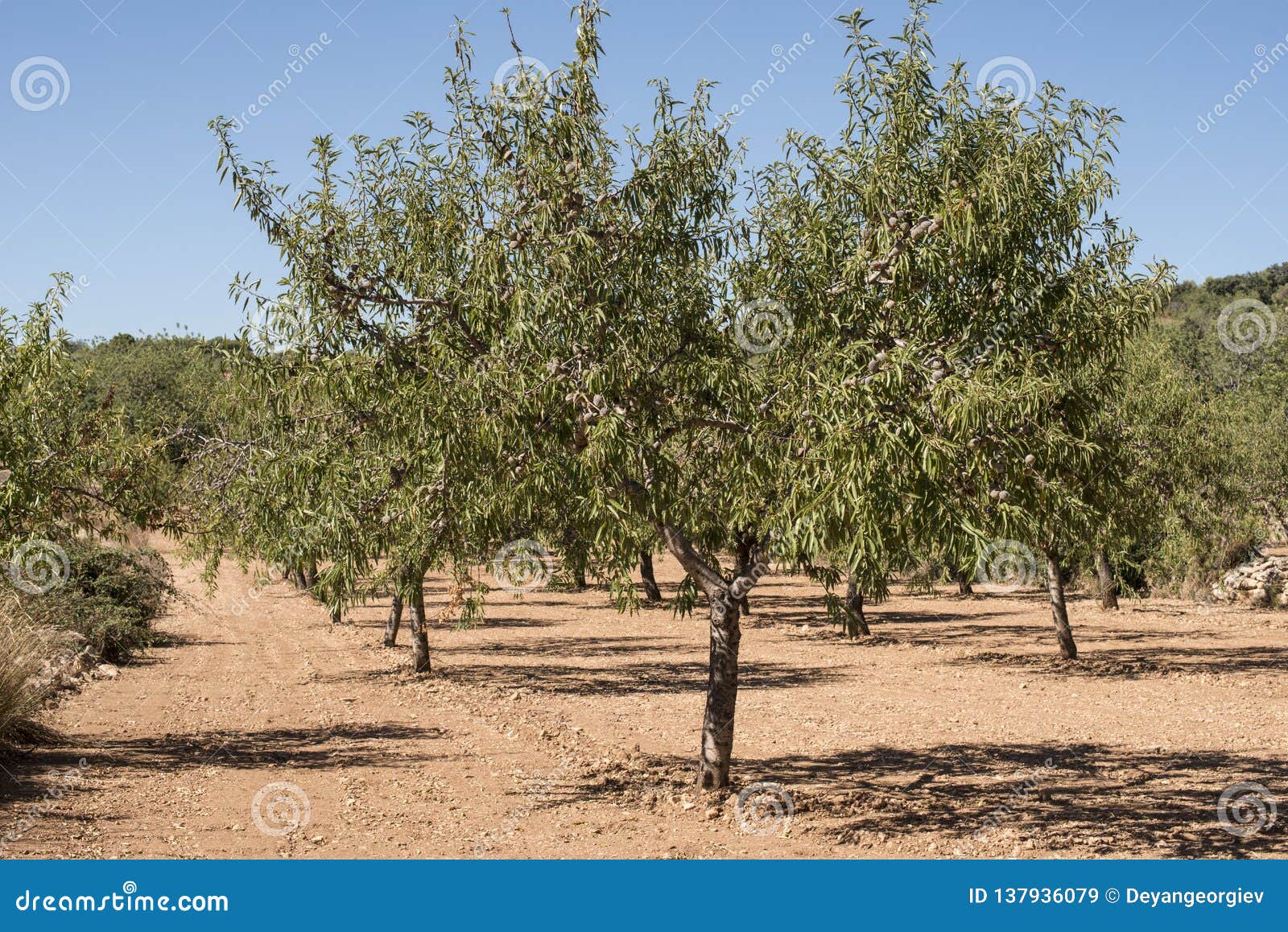 Almond trees stock image. Image of grove, agriculture - 137936079