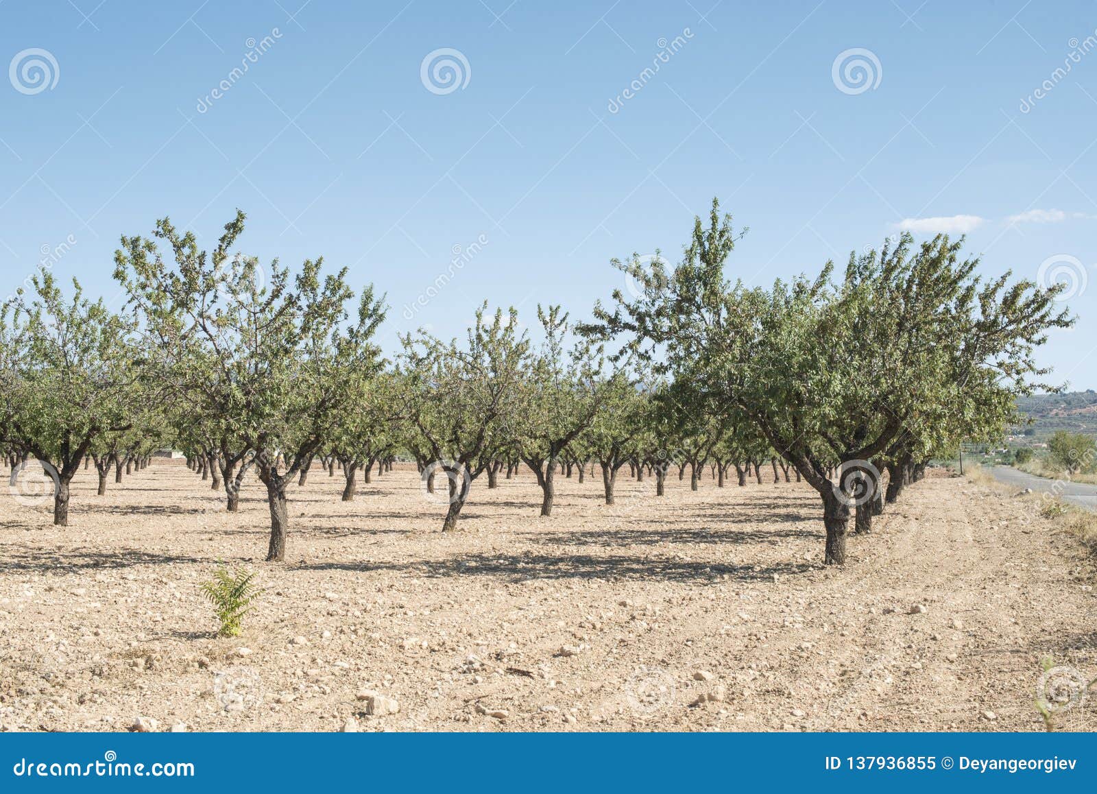 Almond trees stock image. Image of grove, landscape - 137936855