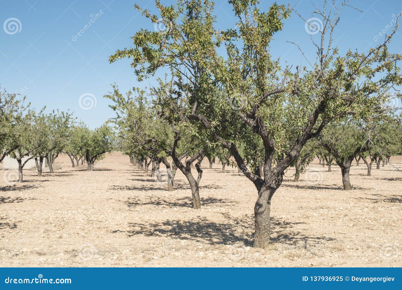 Almond trees stock image. Image of plant, area, farming - 137936925