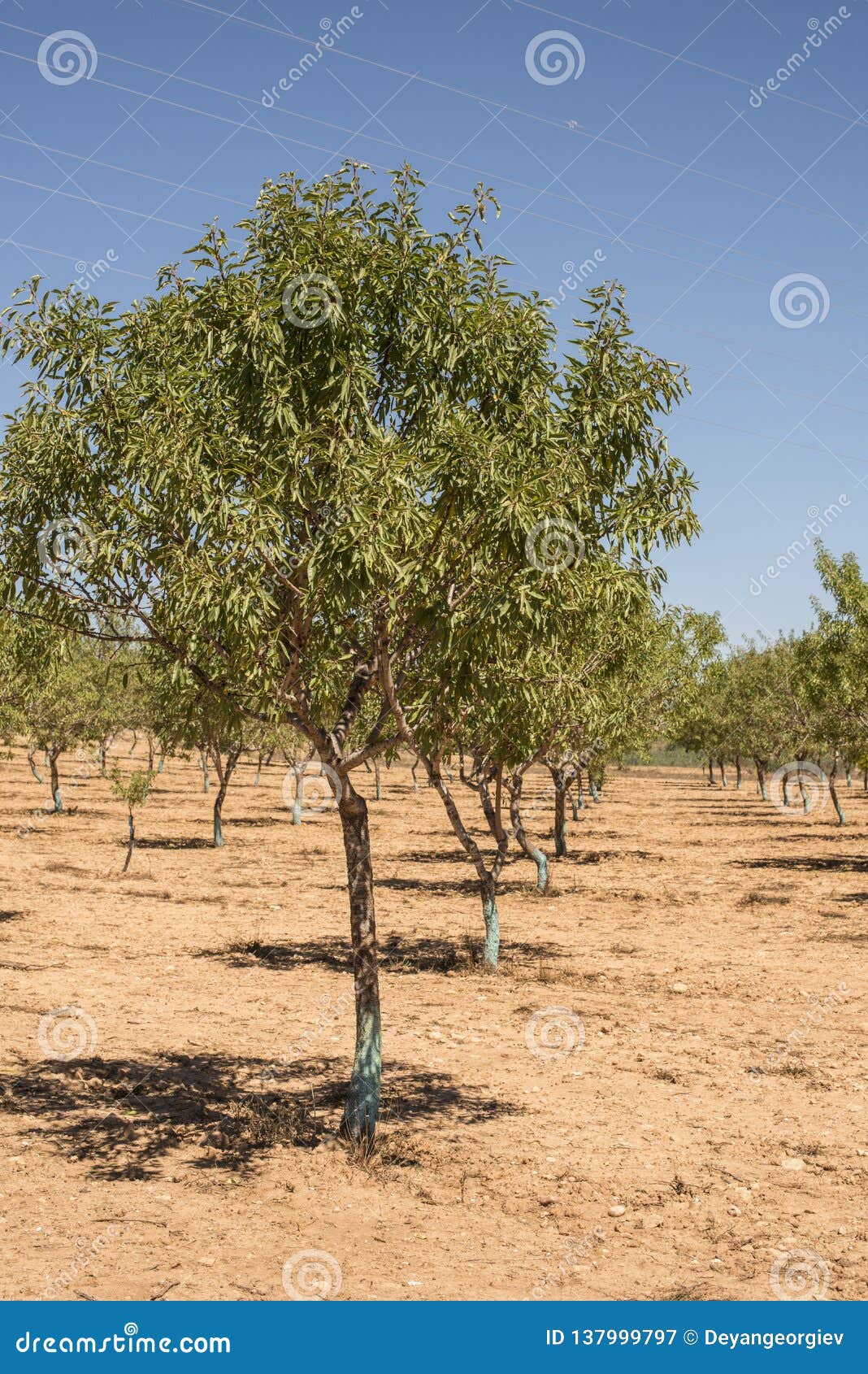 Almond trees stock image. Image of rural, plantation - 137999797