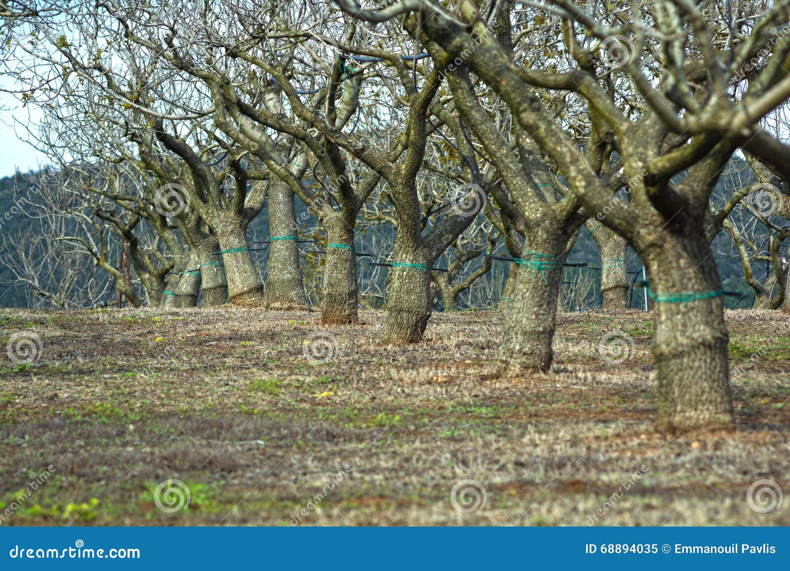 Almond trees stock image. Image of attica, farm, enriched - 68894035
