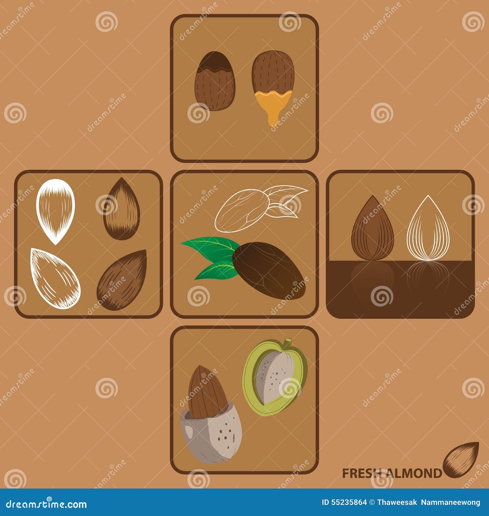 Almond Vector and Icon stock vector. Illustration of grain - 55235864