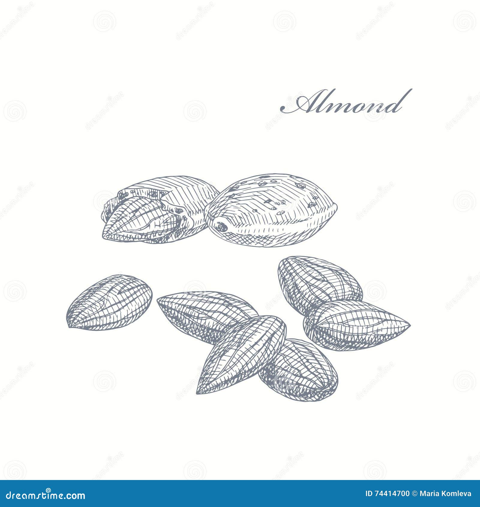 Almond. Vector Illustration Stock Vector - Illustration of nuts ...