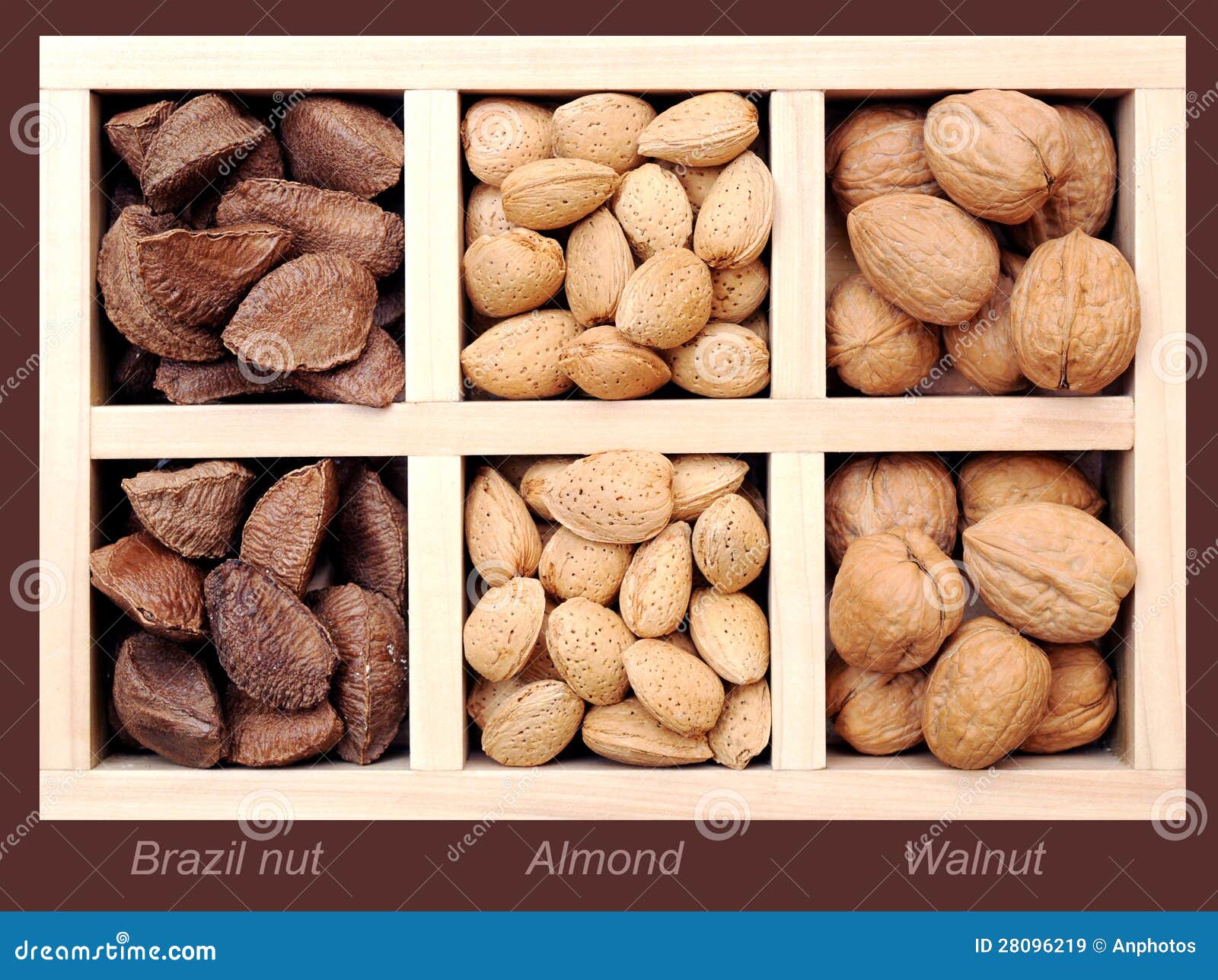 Almond And Walnut Stock Photography | CartoonDealer.com #221353202