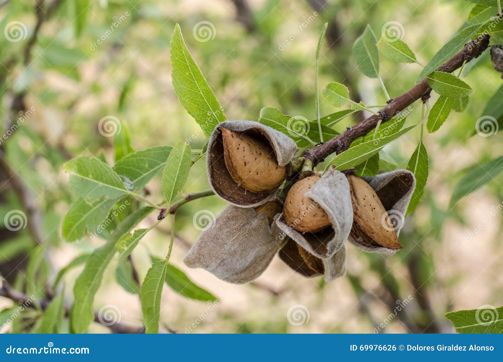 Almonds stock photo. Image of rustic, exploitation, branches - 69976626