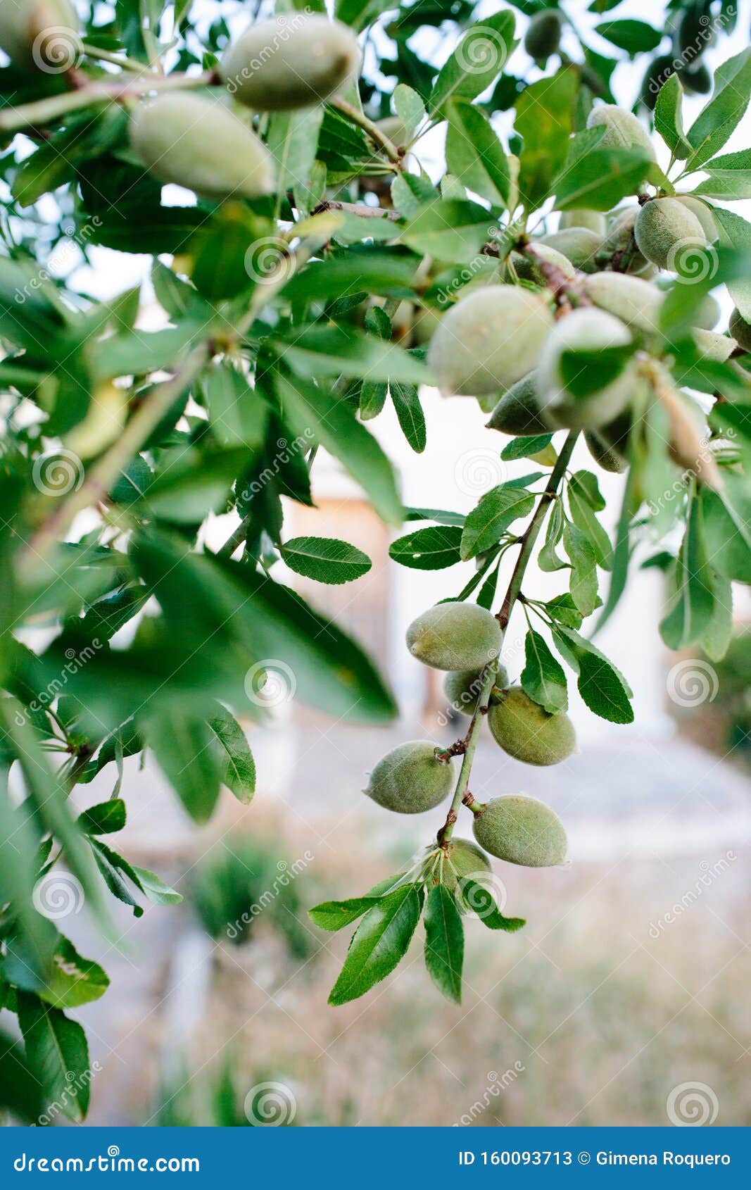 Almonds in an almond tree stock image. Image of leaf - 160093713