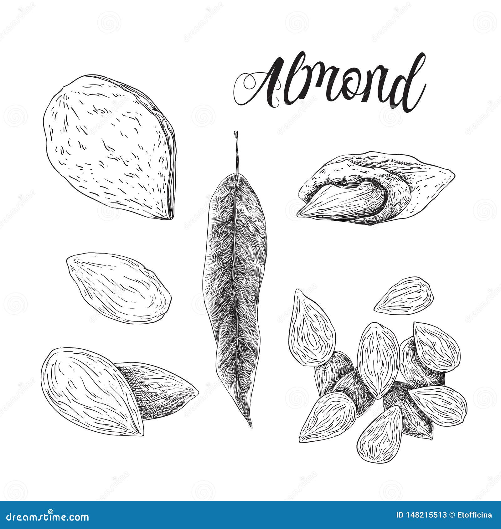 Almonds Collection - Black and White Illustration Stock Vector ...