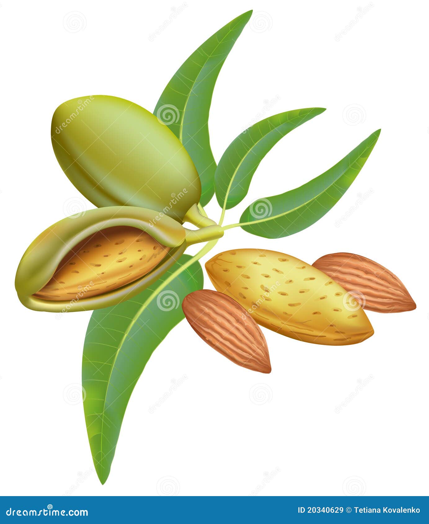 Amande Cartoons, Illustrations & Vector Stock Images - 14 Pictures to ...