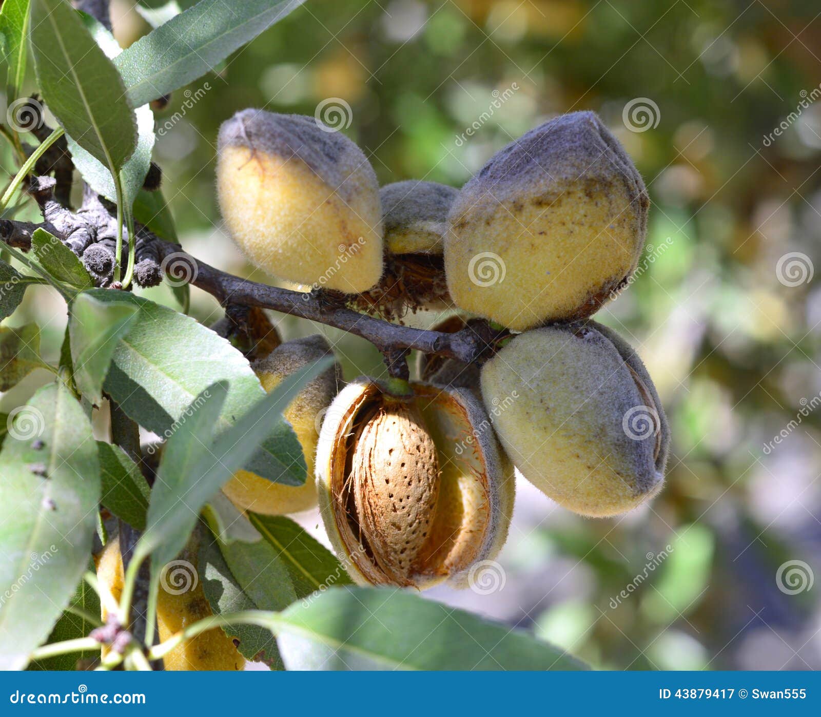 Almonds on a branch. stock image. Image of food, healthy - 43879417