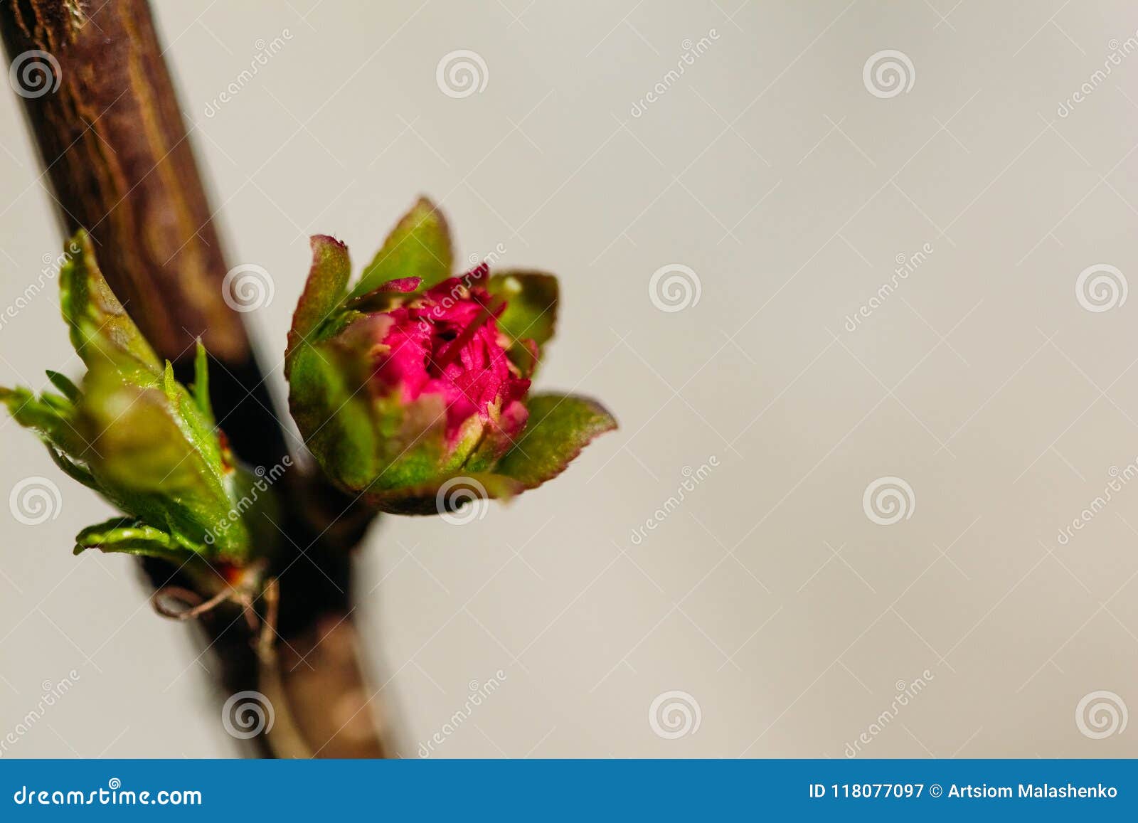 Almonds bud close-up stock image. Image of bush, plant - 118077097