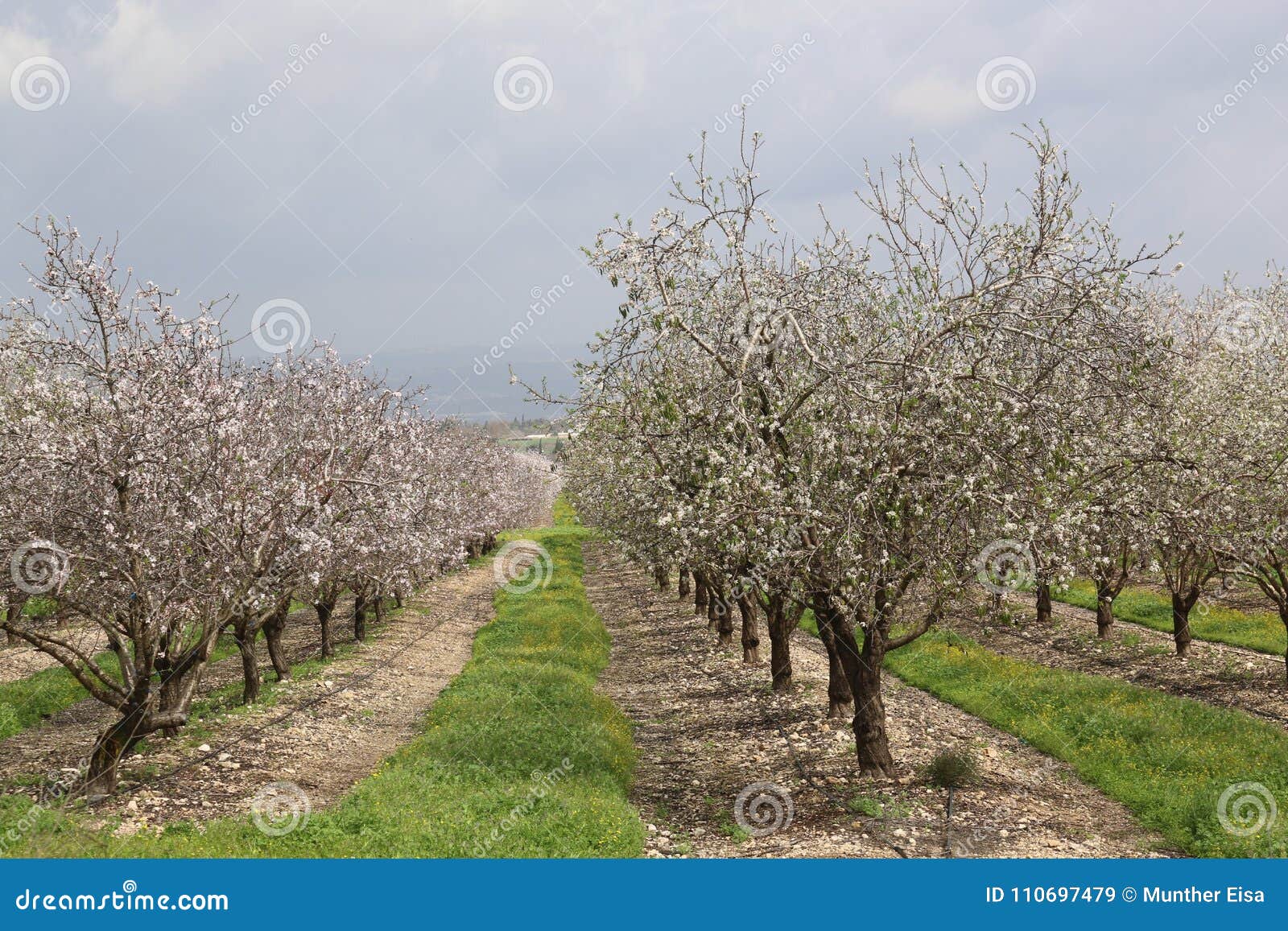 Almonds Field stock image. Image of almonds, clouds - 110697479