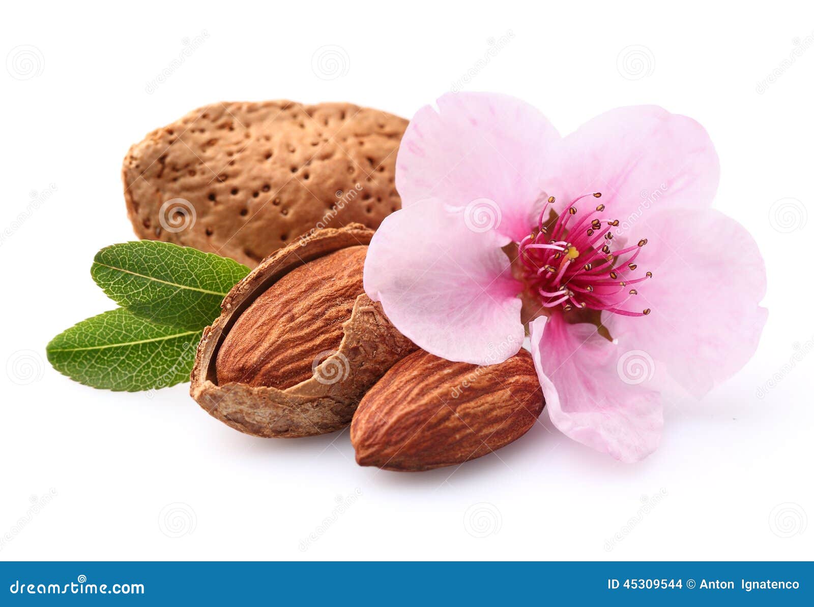 Almonds with flower stock photo. Image of objects, snack - 45309544