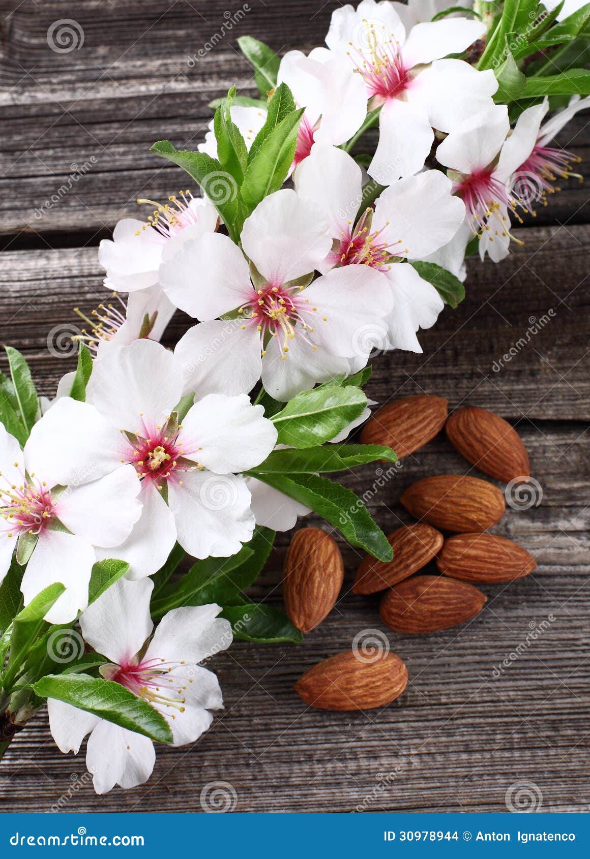 Almonds flowers stock photo. Image of nuts, shell, wooden - 30978944