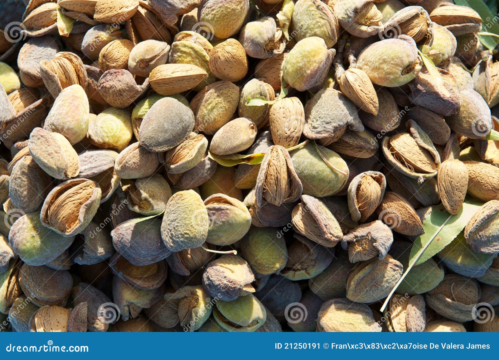 Almonds, Freshly Picked and Unshelled Stock Image - Image of amygdalus ...