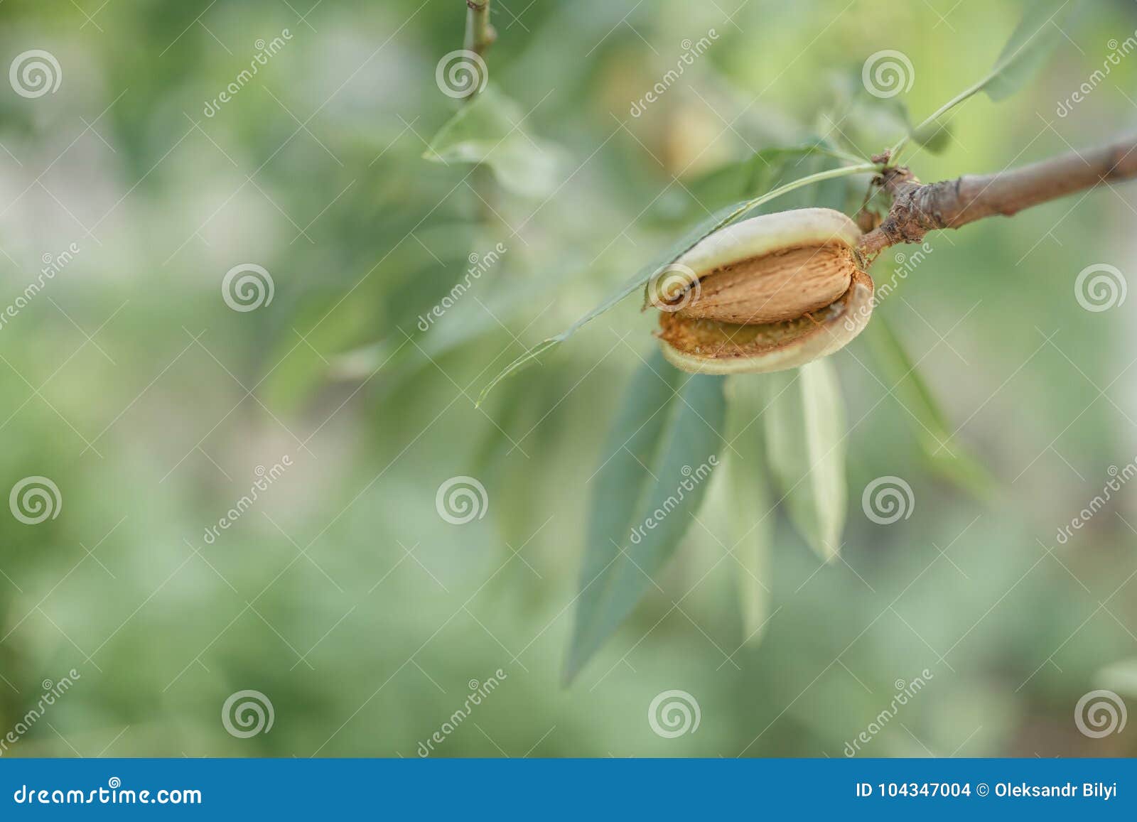 Almonds growing on a tree stock photo. Image of agriculture - 104347004