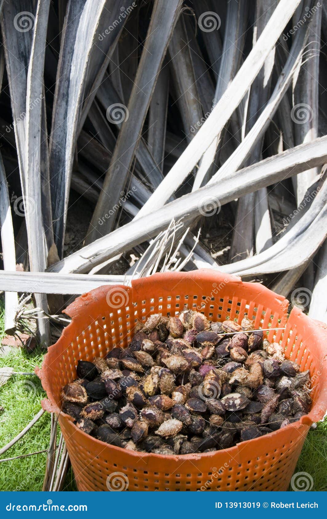 Almonds in husk stock image. Image of almonds, group - 13913019