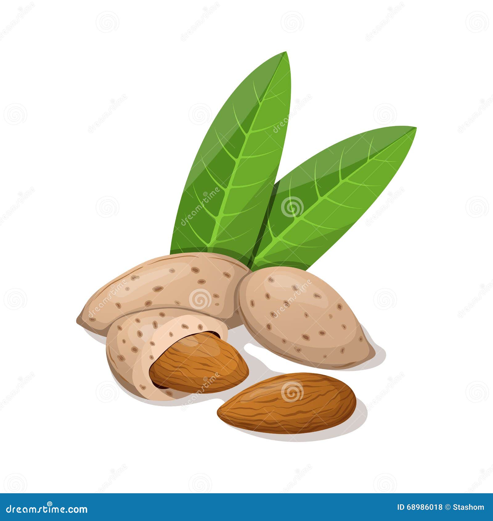 Almonds with Leafs on White. Stock Vector - Illustration of leaf ...