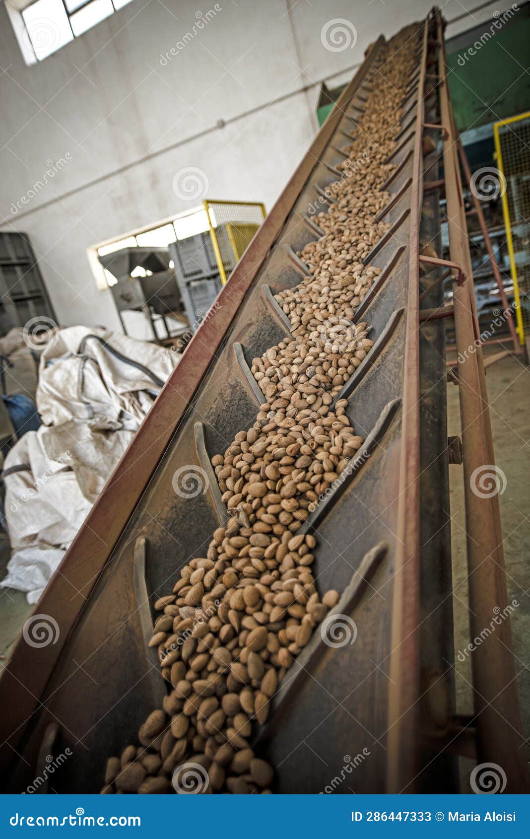Almonds during the Manufacturing Process. Stock Image - Image of brown ...