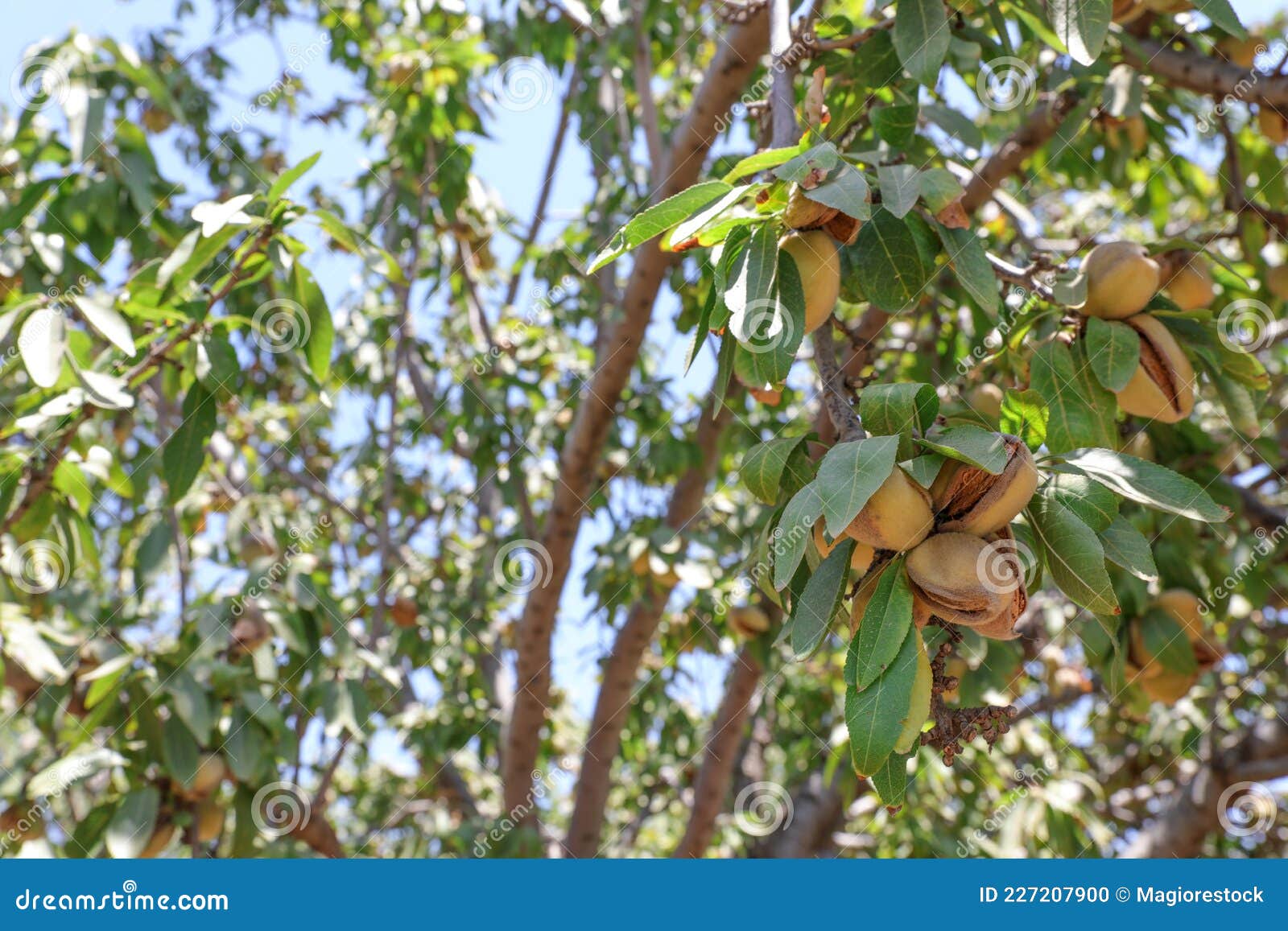 Almonds Nuts. Green Almonds on the Tree Ready for Harvest. Stock Photo ...