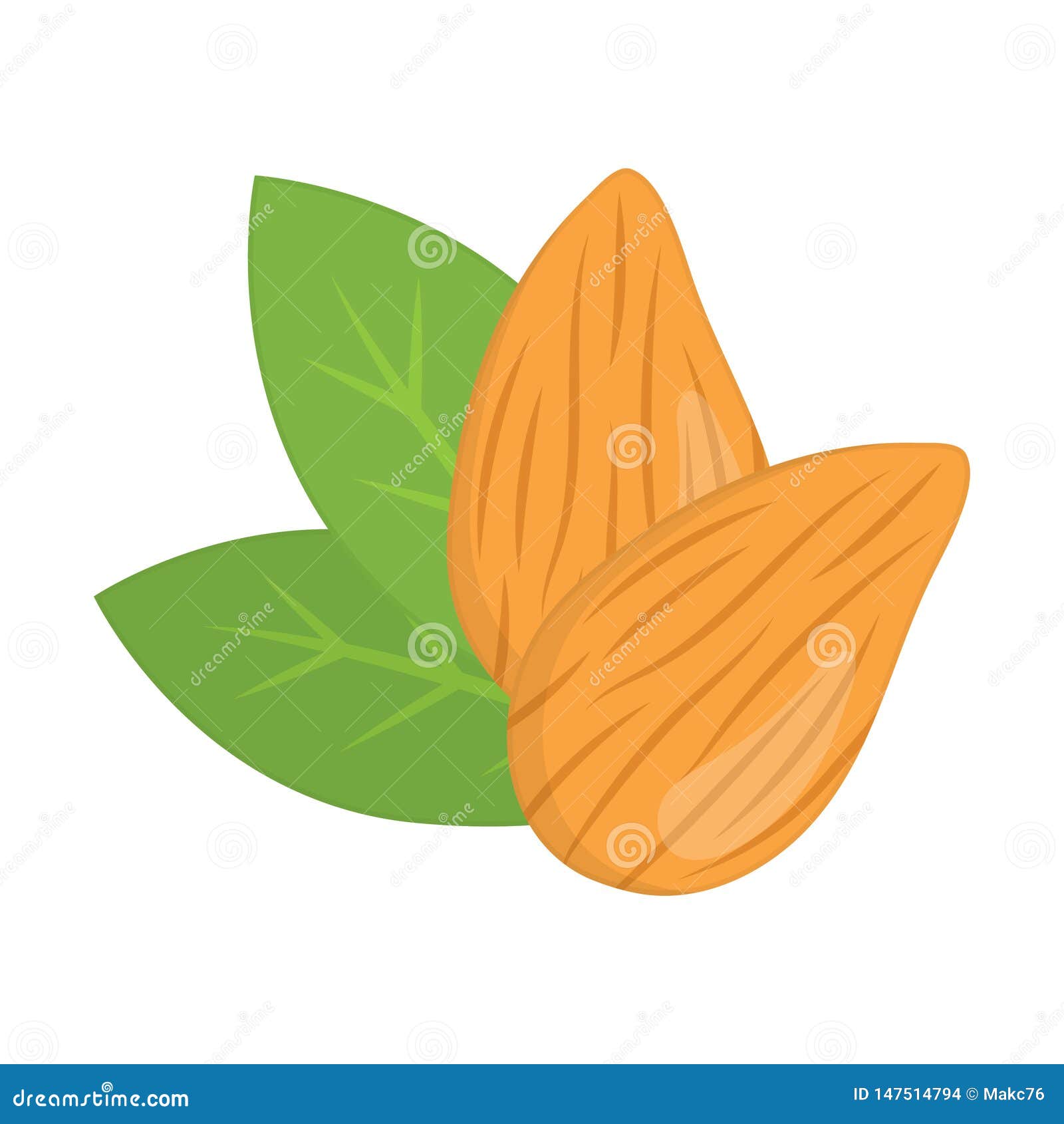 Almonds Nuts. Vector Illustration Stock Vector - Illustration of seed ...