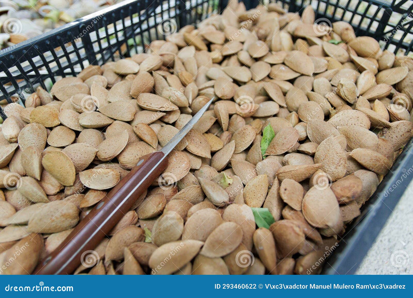 Almonds Piled in Piles on the Ground for Drying and Peeling Stock Photo - Image of flour ...
