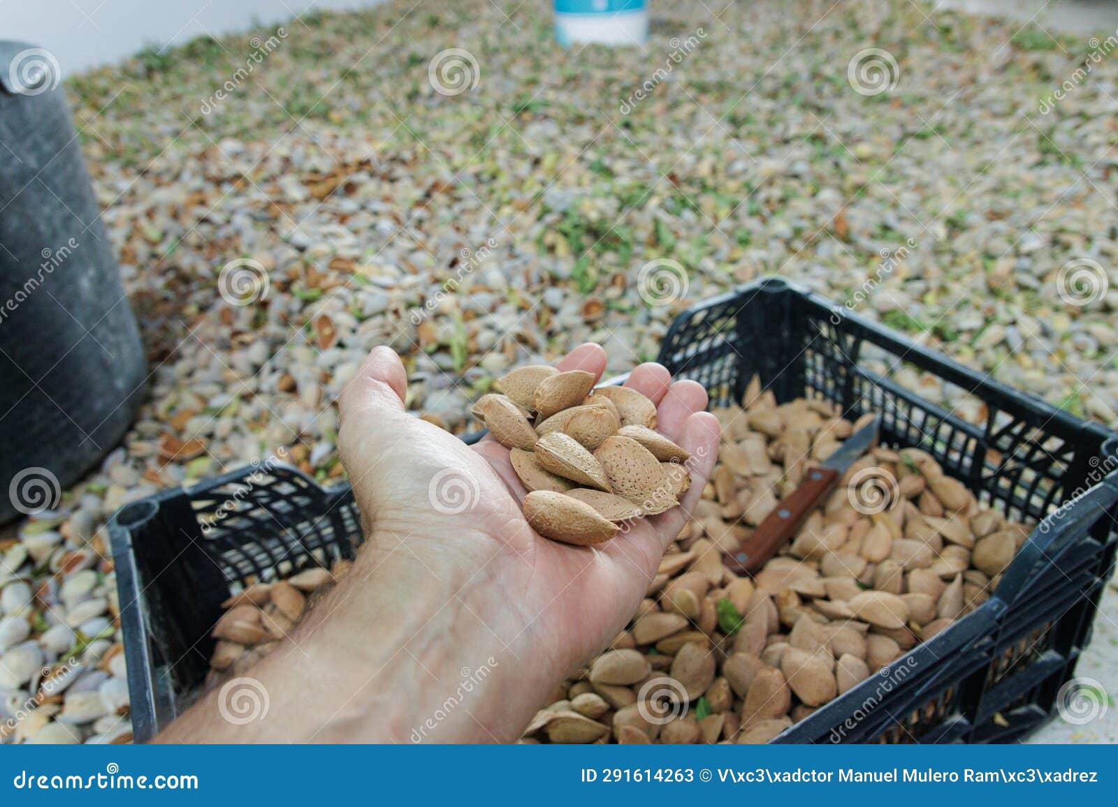 Almonds Piled in Piles on the Ground for Drying and Peeling Stock Image - Image of ingredient ...
