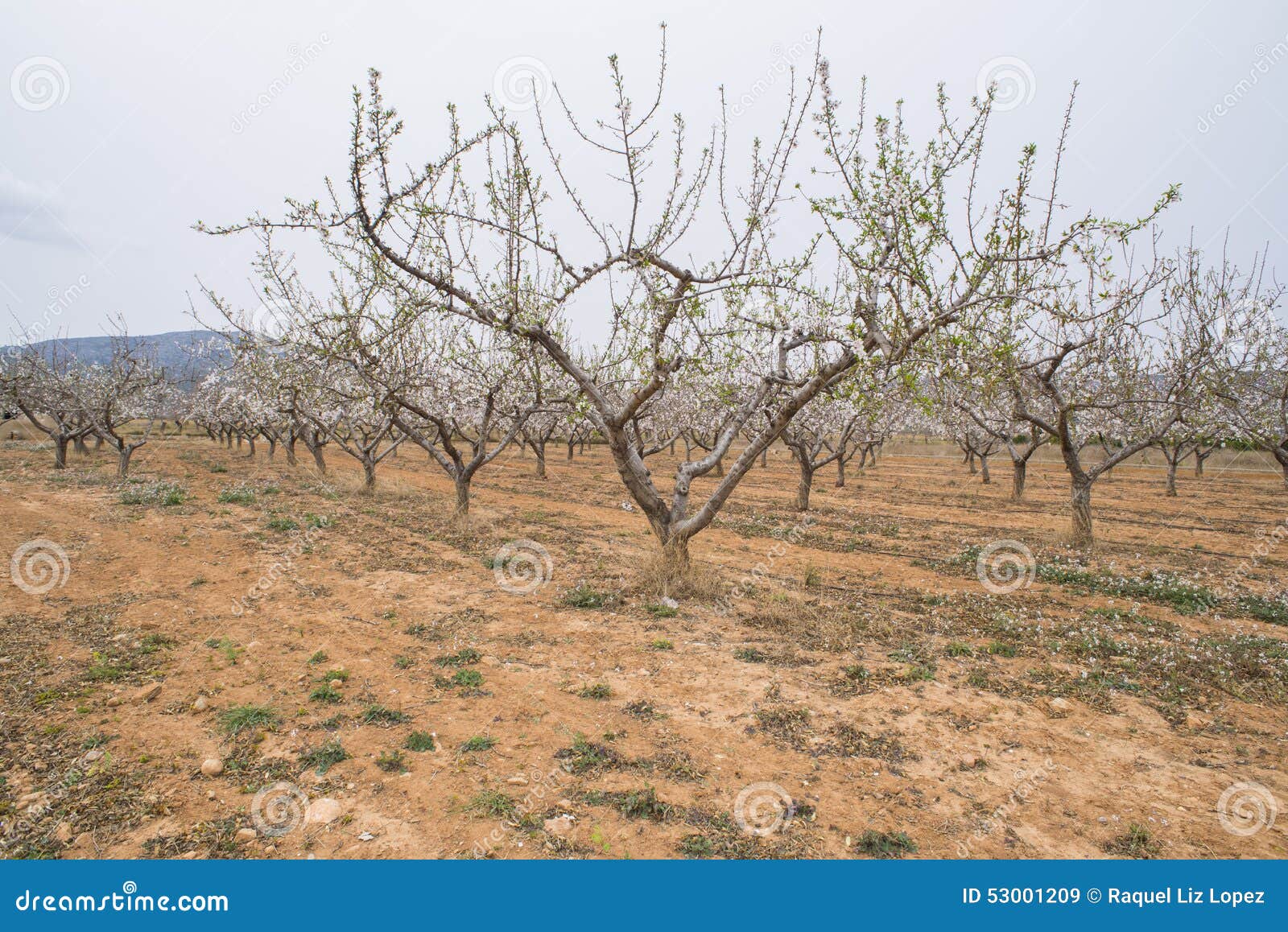 ALmonds. stock image. Image of area, collecting, planting - 53001209