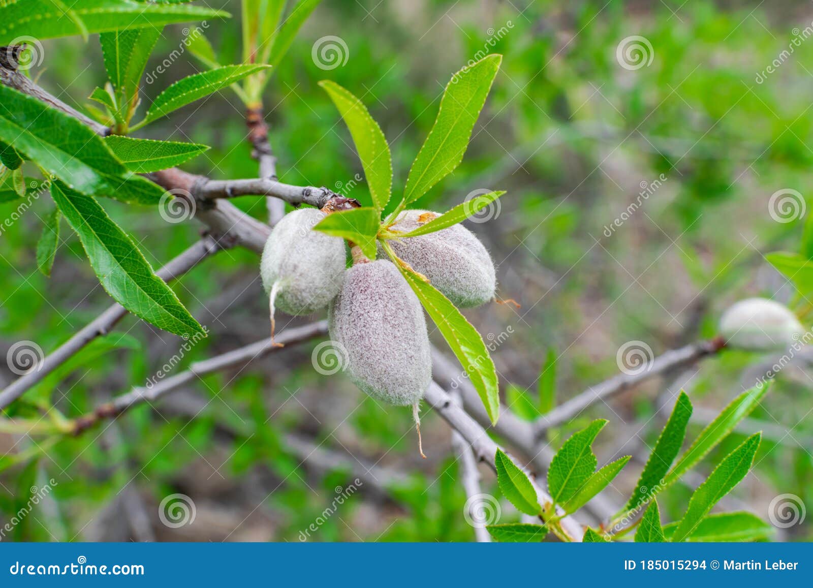 Almonds Growing in the Tree Stock Photo - Image of color, branch: 185015294
