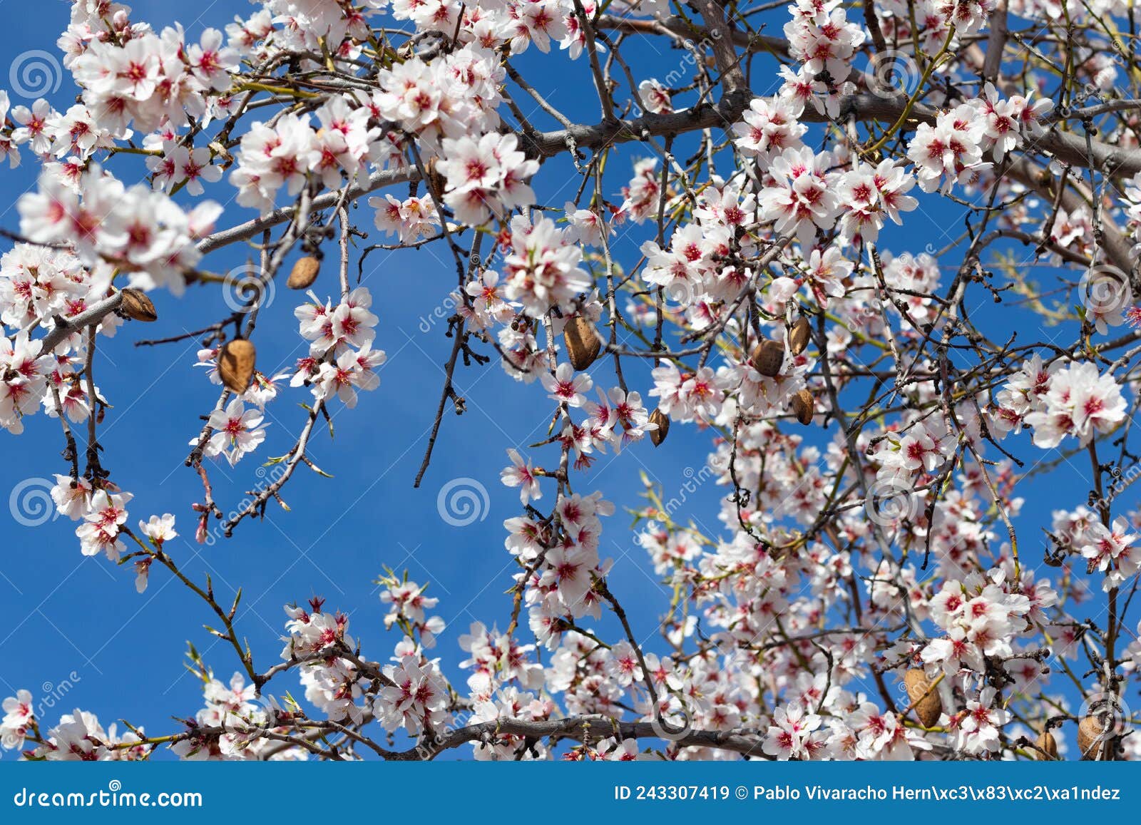Almonds with Shell Hanging from Almond Tree in Bloom with Blue Sky ...