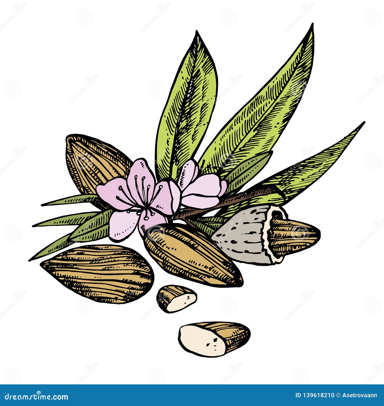 Almonds Sketch Illustrations. Hand Drawn Illustrations Isolated on ...