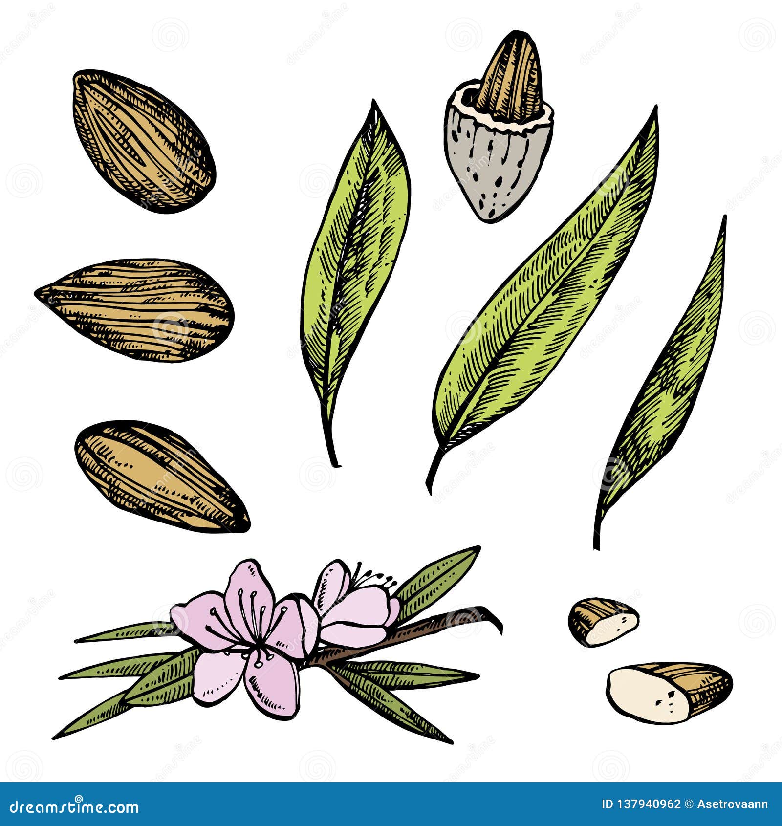 Almonds Sketch Illustrations. Vector Hand Drawn Illustrations Isolated ...