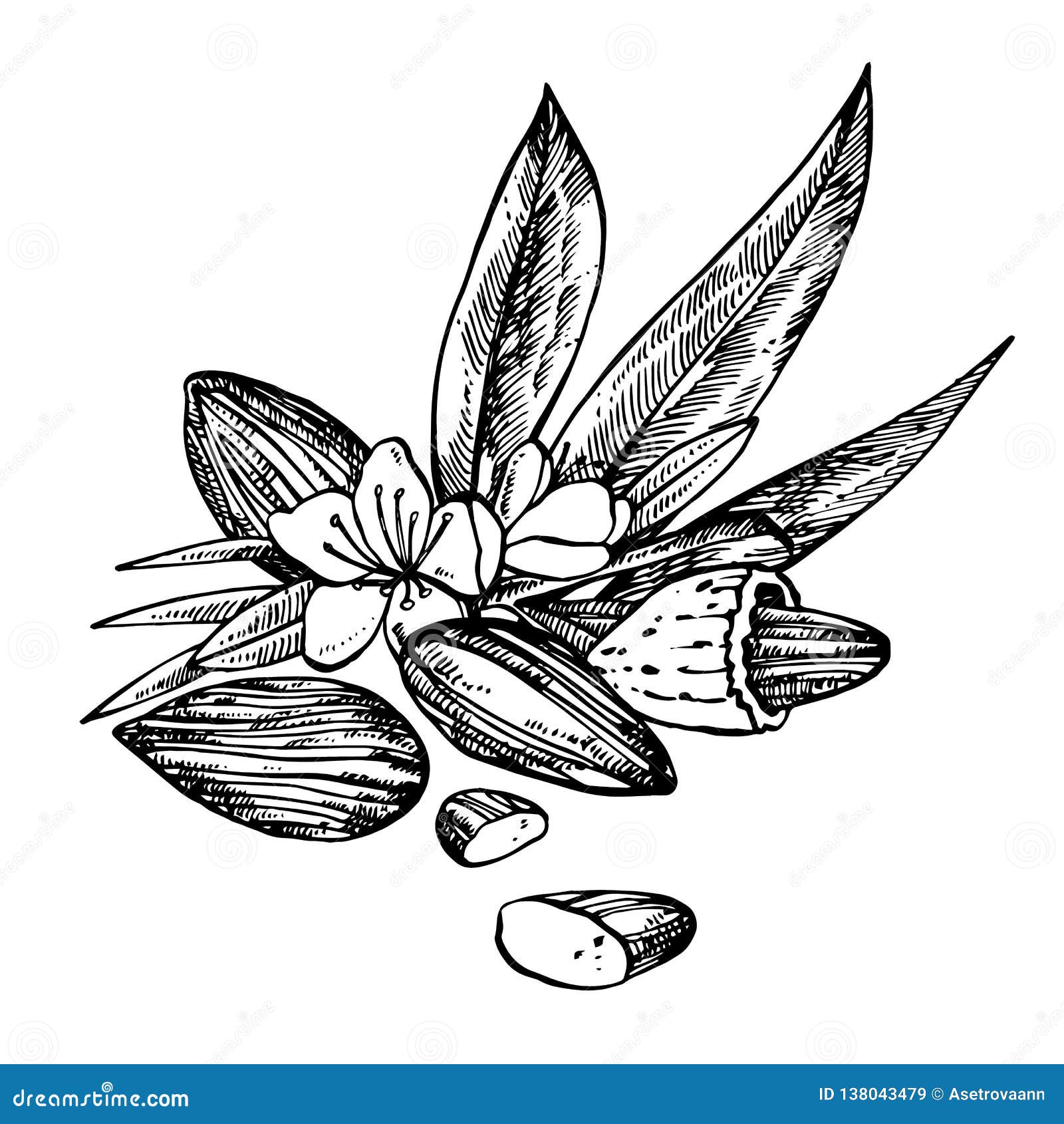 Almonds Sketch Illustrations. Vector Hand Drawn Illustrations Isolated ...