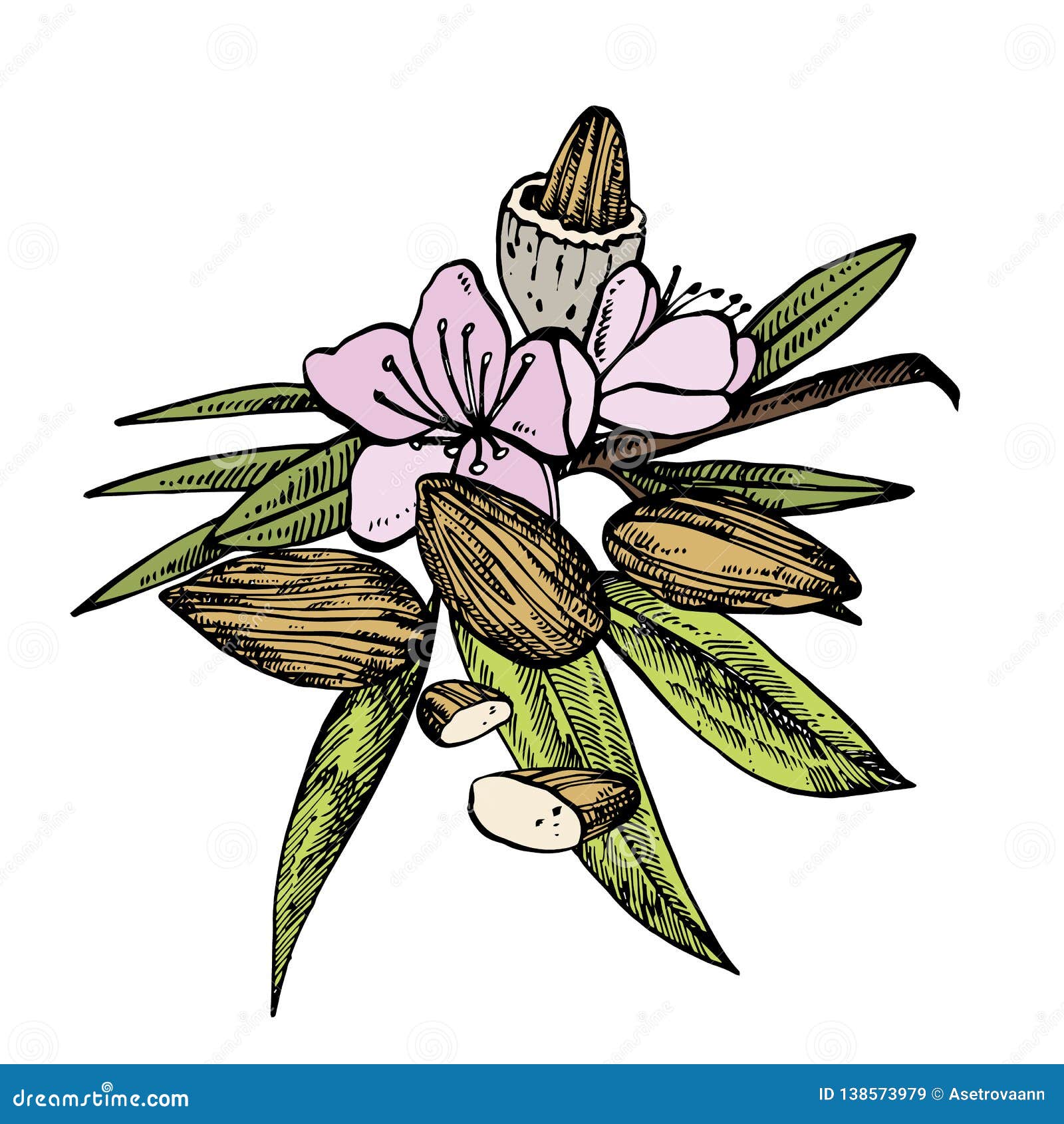 Almonds Sketch Illustrations. Hand Drawn Illustrations Isolated On ...