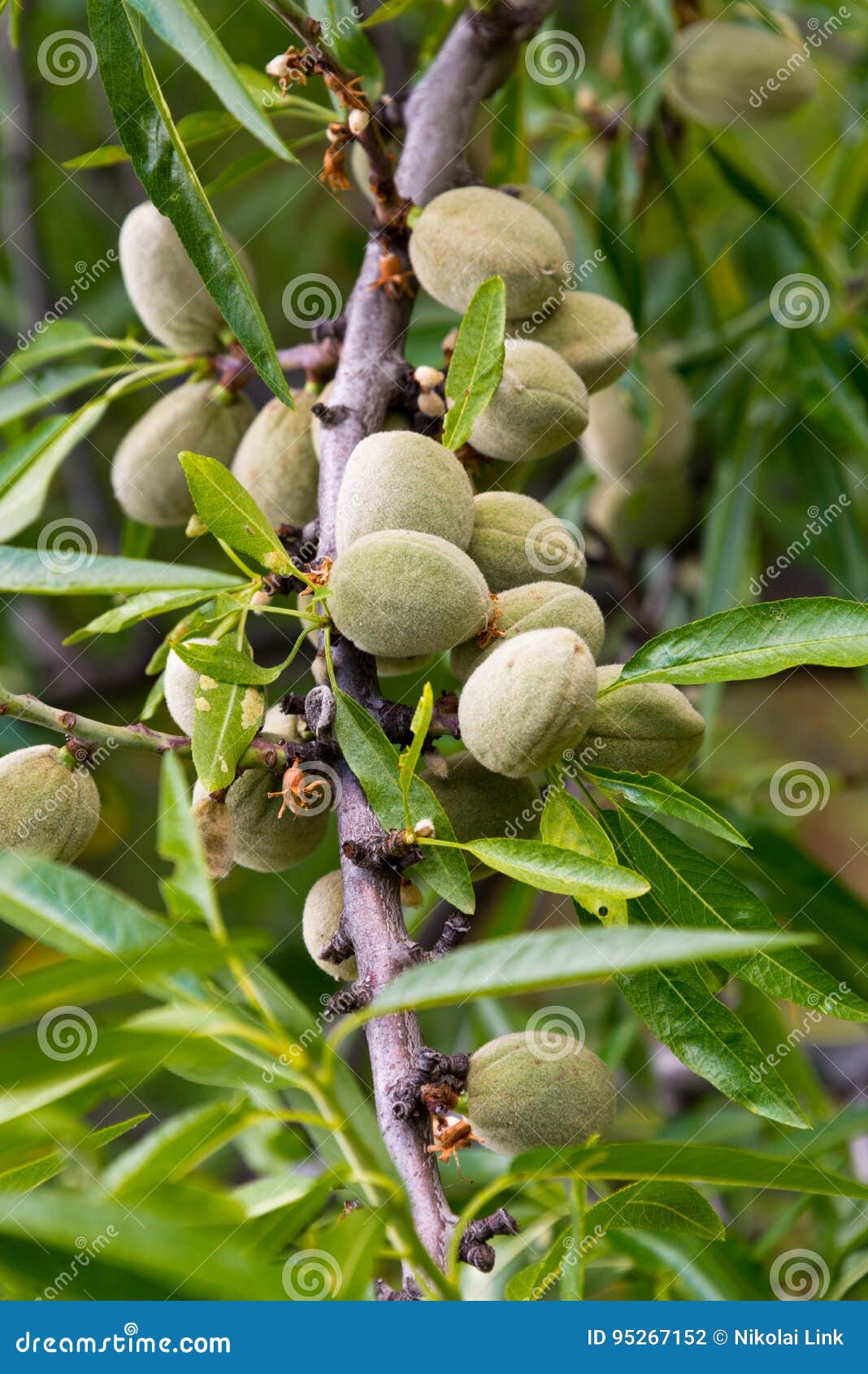Almonds on tree stock photo. Image of agriculture, organic - 95267152