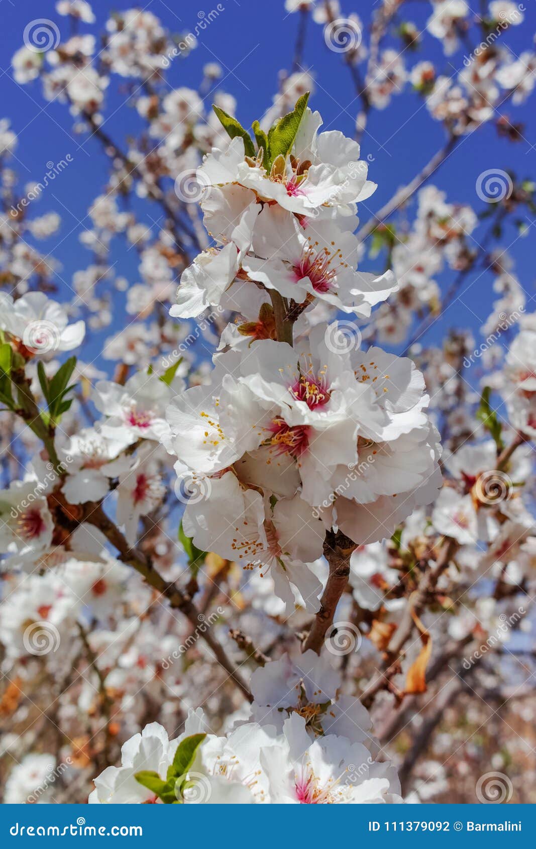 Almonds Tree Blossom, Springtime in Orchard, Nature Background W Stock ...