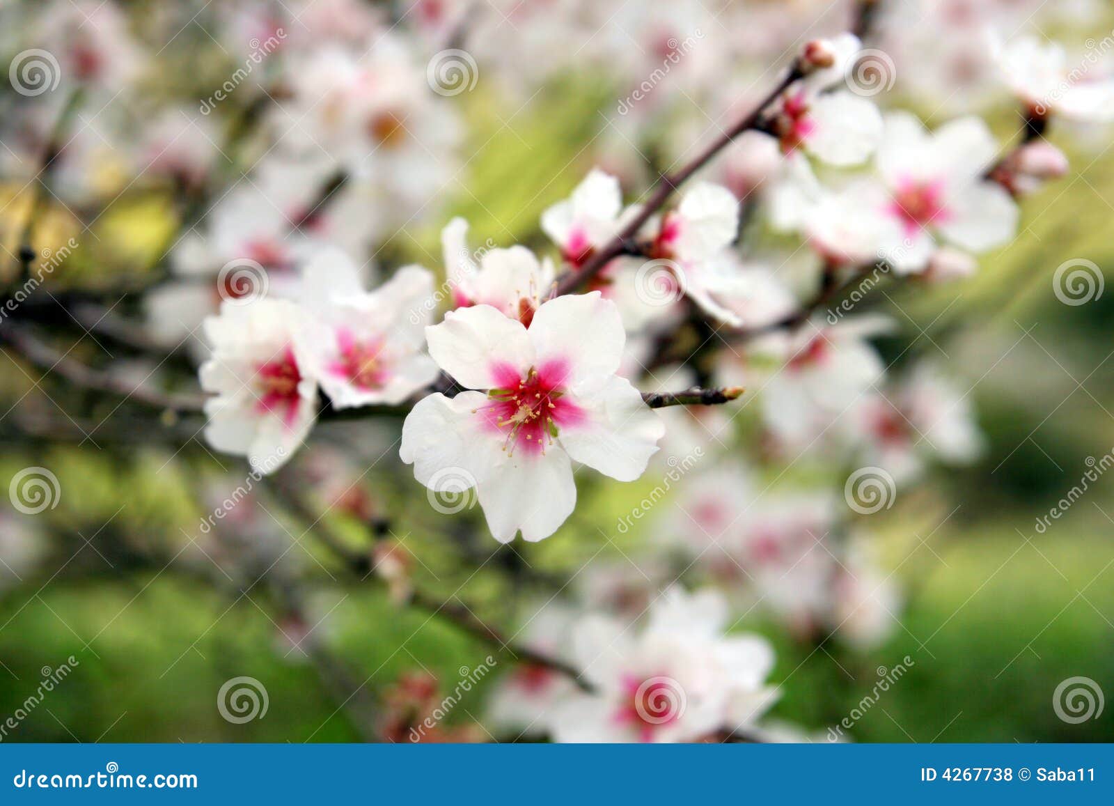 Almonds Tree Flowering Branch Stock Photo - Image of city, almond: 4267738